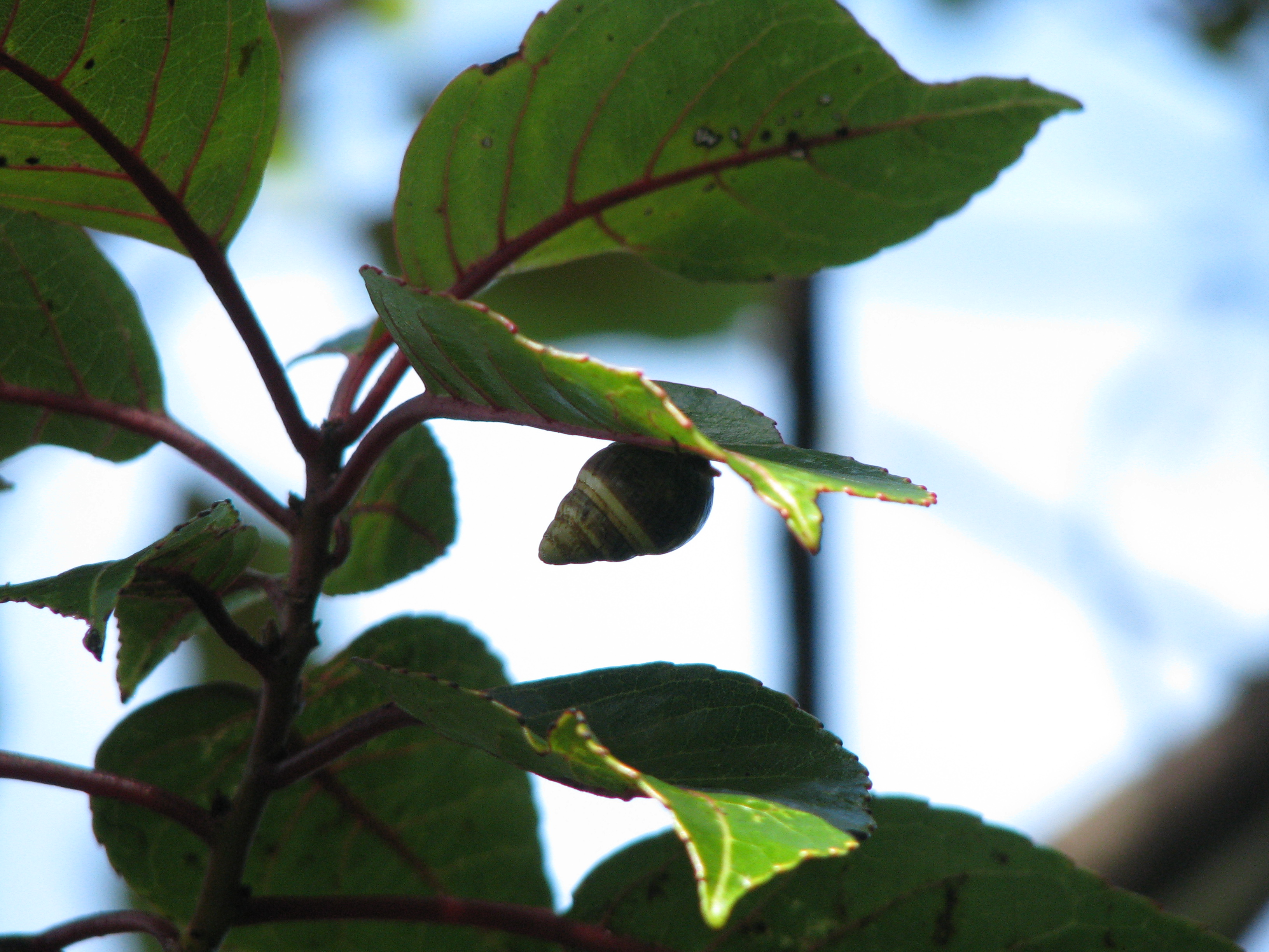 O’ahu tree snails in the Wai’anaes | Studia Mirabilium