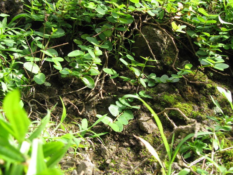 Native Hawaiian Plants: An Overview | Studia Mirabilium