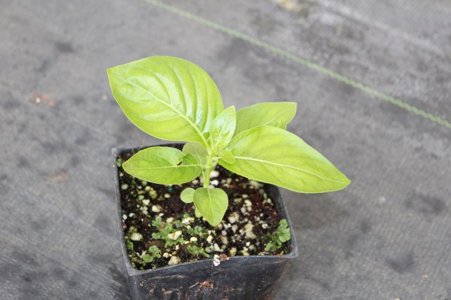 Identifying native plant seedlings | Studia Mirabilium