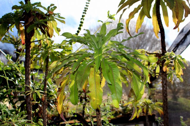 Getting to know your Hawaiian Lobeliads #28: Clermontia pyrularia ...