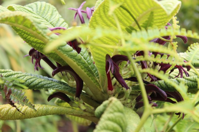 Getting to know your Hawaiian Lobeliads #33: Cyanea calycina | Studia ...