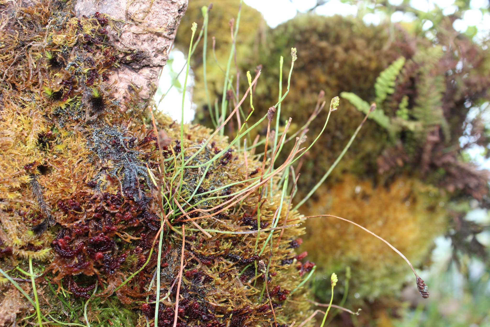 Native Hawaiian Plants: An Overview | Studia Mirabilium
