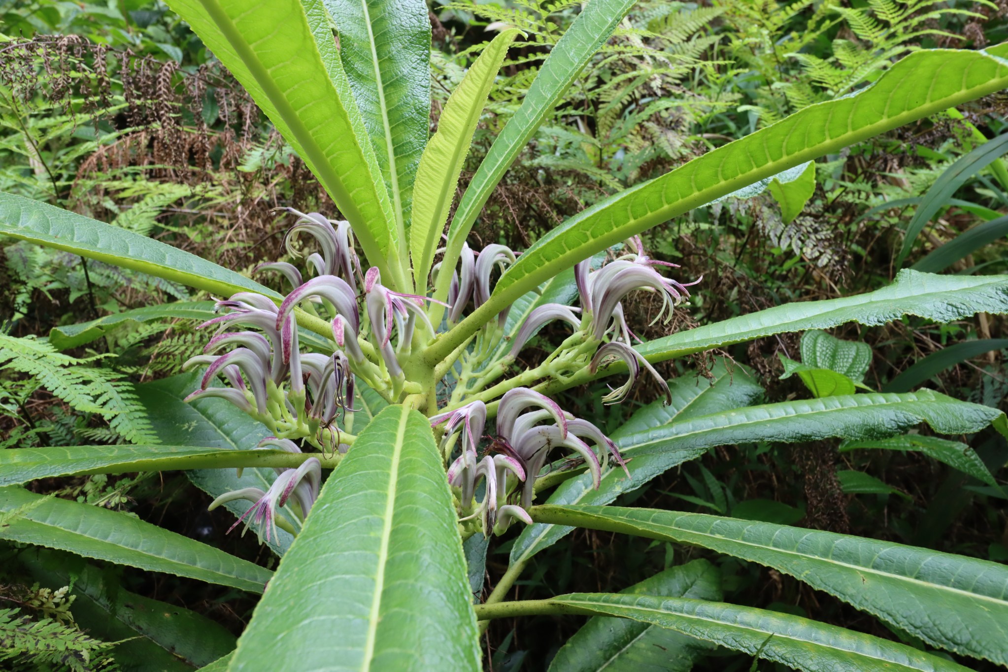 Native Hawaiian Plants: An Overview | Studia Mirabilium