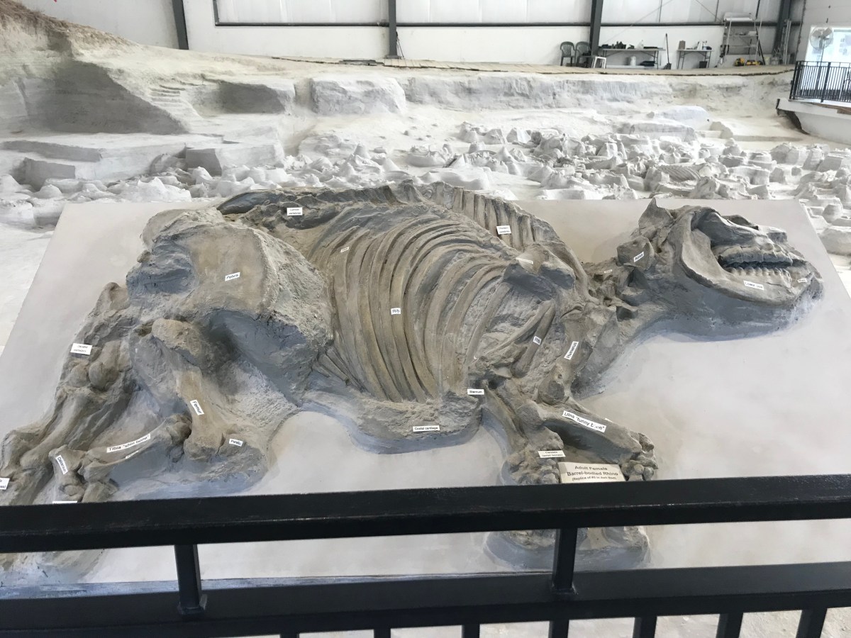 Legend of the Fall (Ashfall Fossil Beds) | Studia Mirabilium