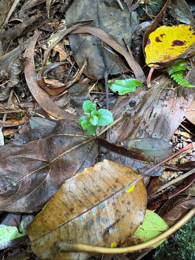 Studia Mirabilium | the study of marvelous things